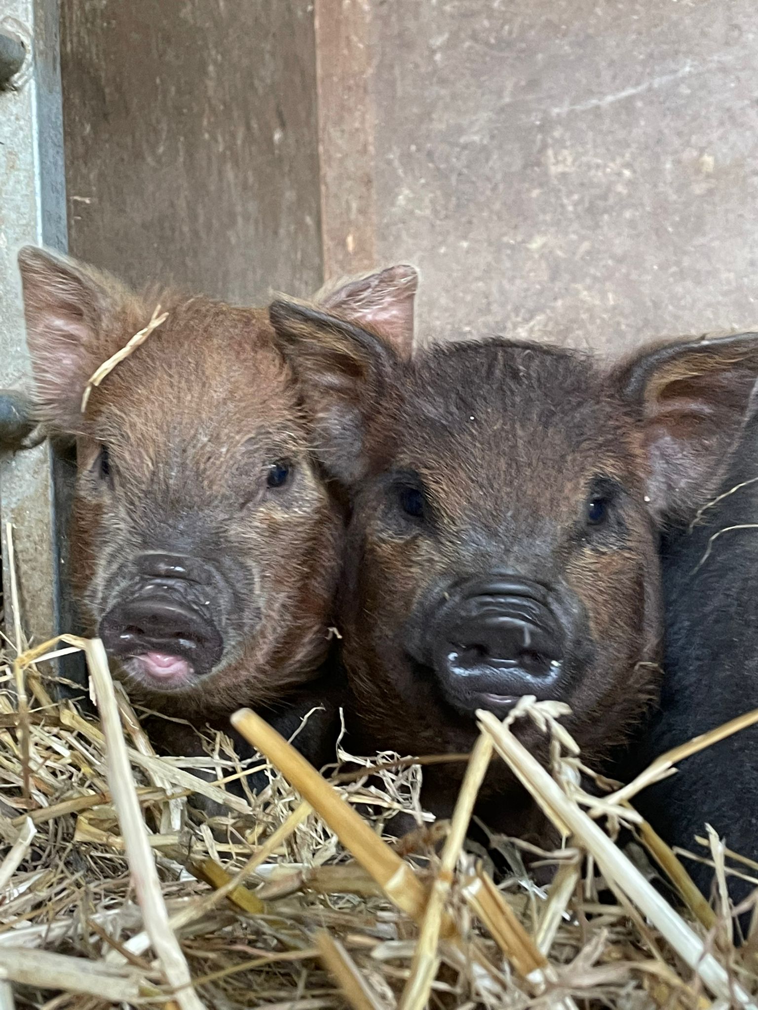 Will's Petting Farm – We bring the animal experience to you