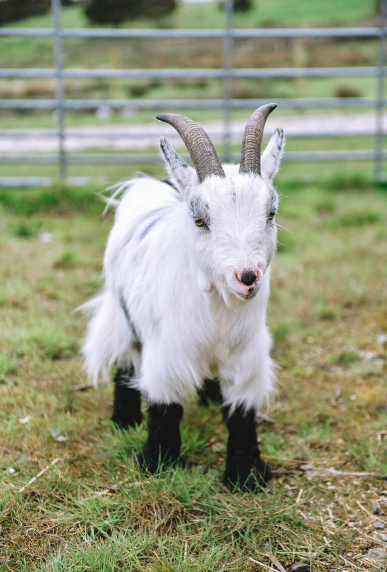 Will's Petting Farm – Get ready to meet and greet our amazing animals ...