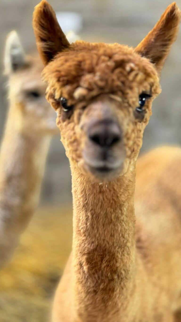 Will's Petting Farm – Get ready to meet and greet our amazing animals ...