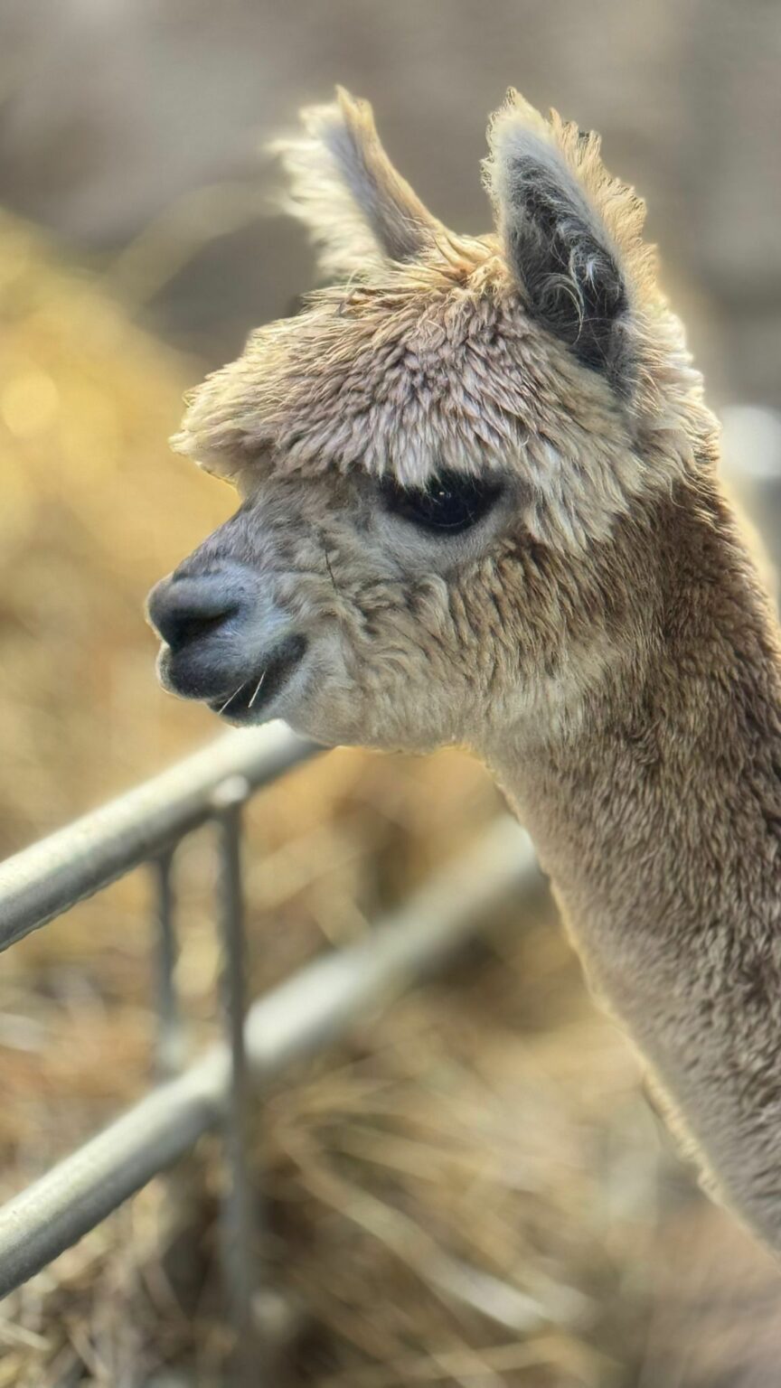 Will's Petting Farm – Get ready to meet and greet our amazing animals ...