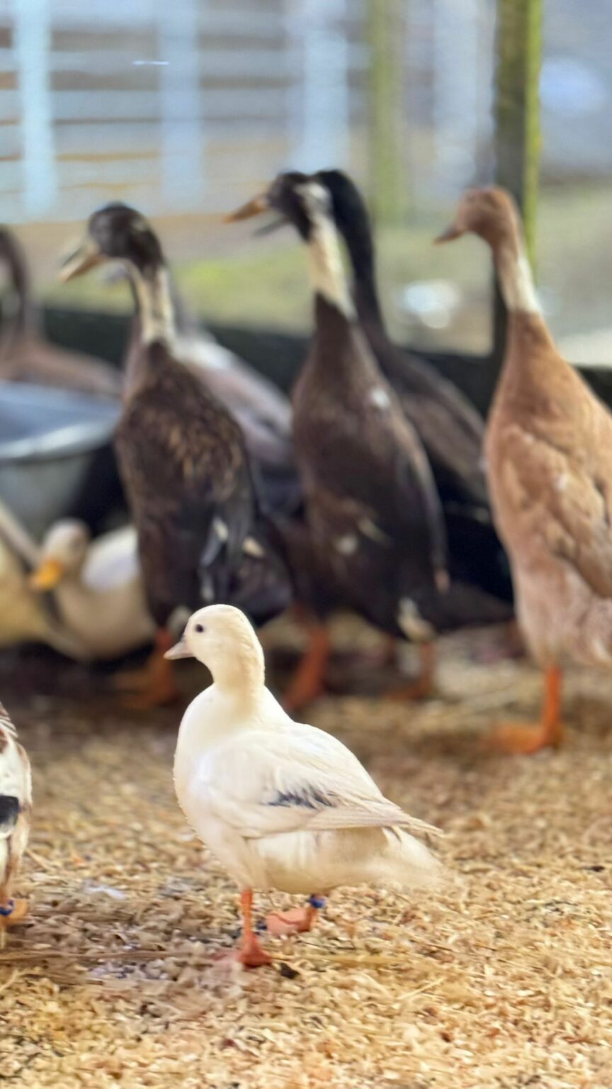 Will's Petting Farm – Get ready to meet and greet our amazing animals ...