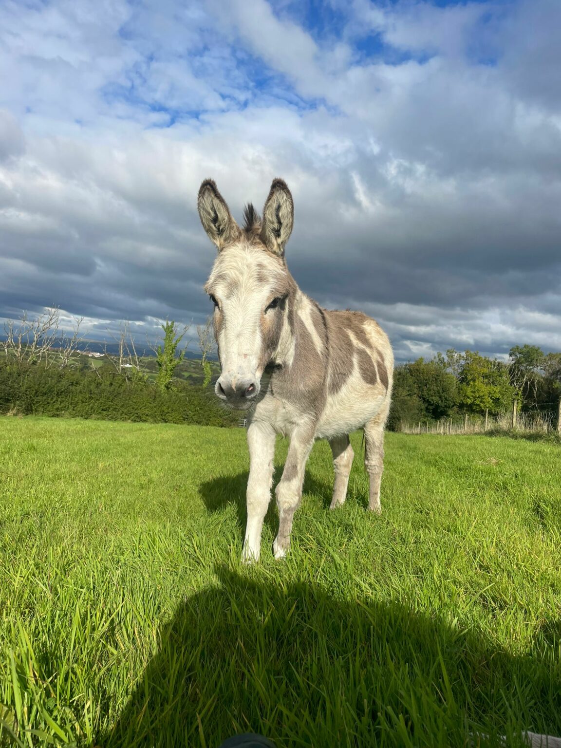 Will's Petting Farm – Get ready to meet and greet our amazing animals ...