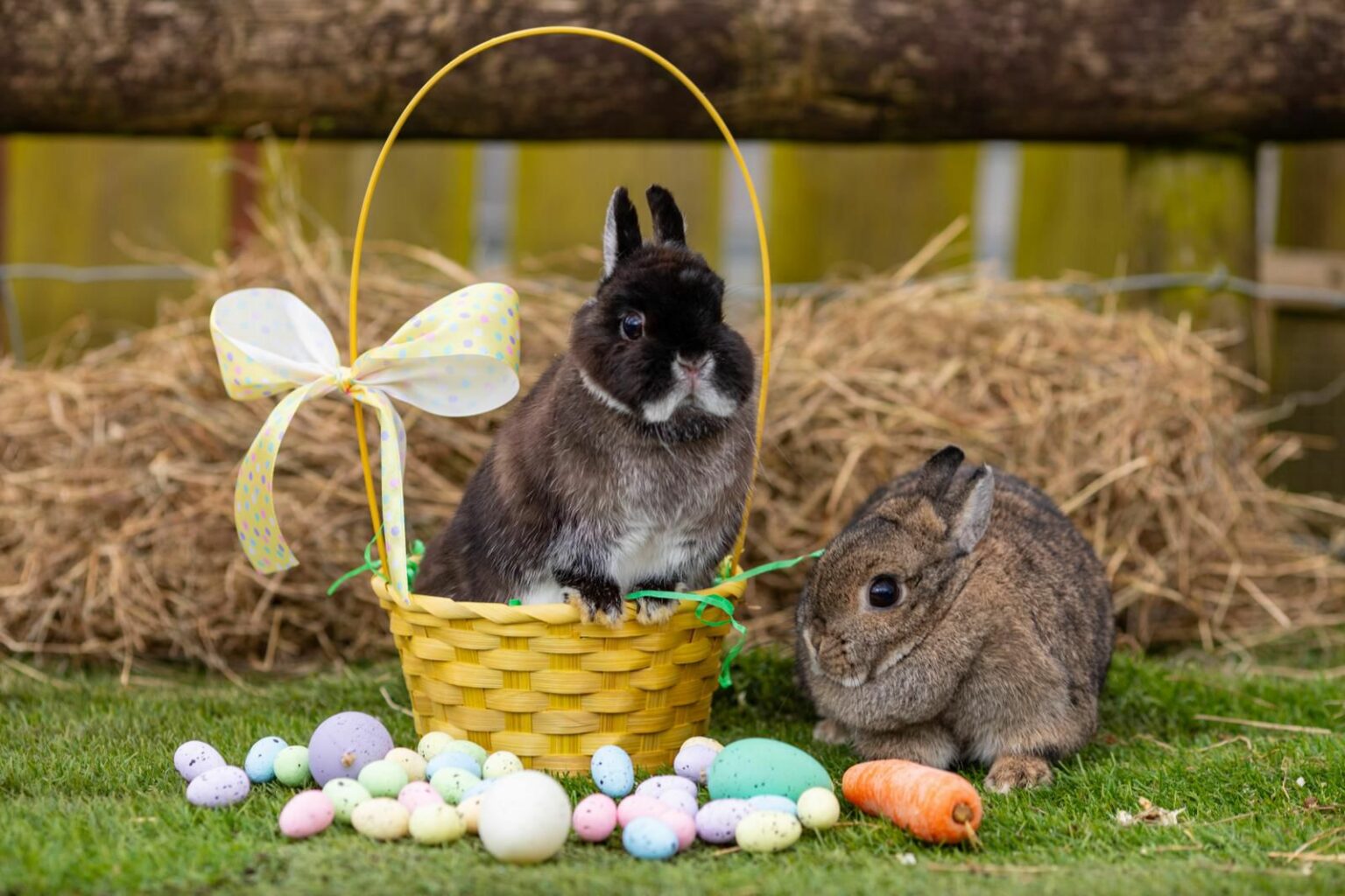 Will's Petting Farm – Get ready to meet and greet our amazing animals ...