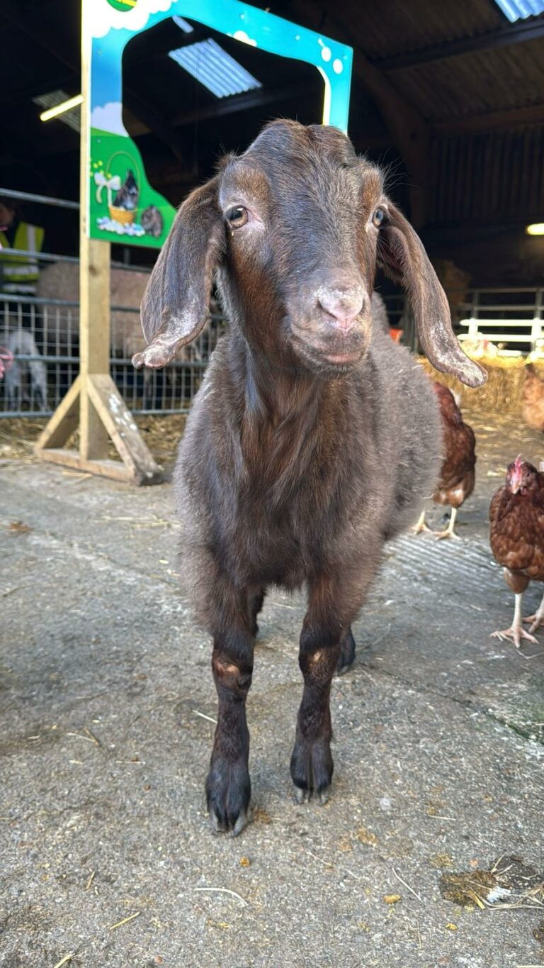 Will's Petting Farm – Get ready to meet and greet our amazing animals ...