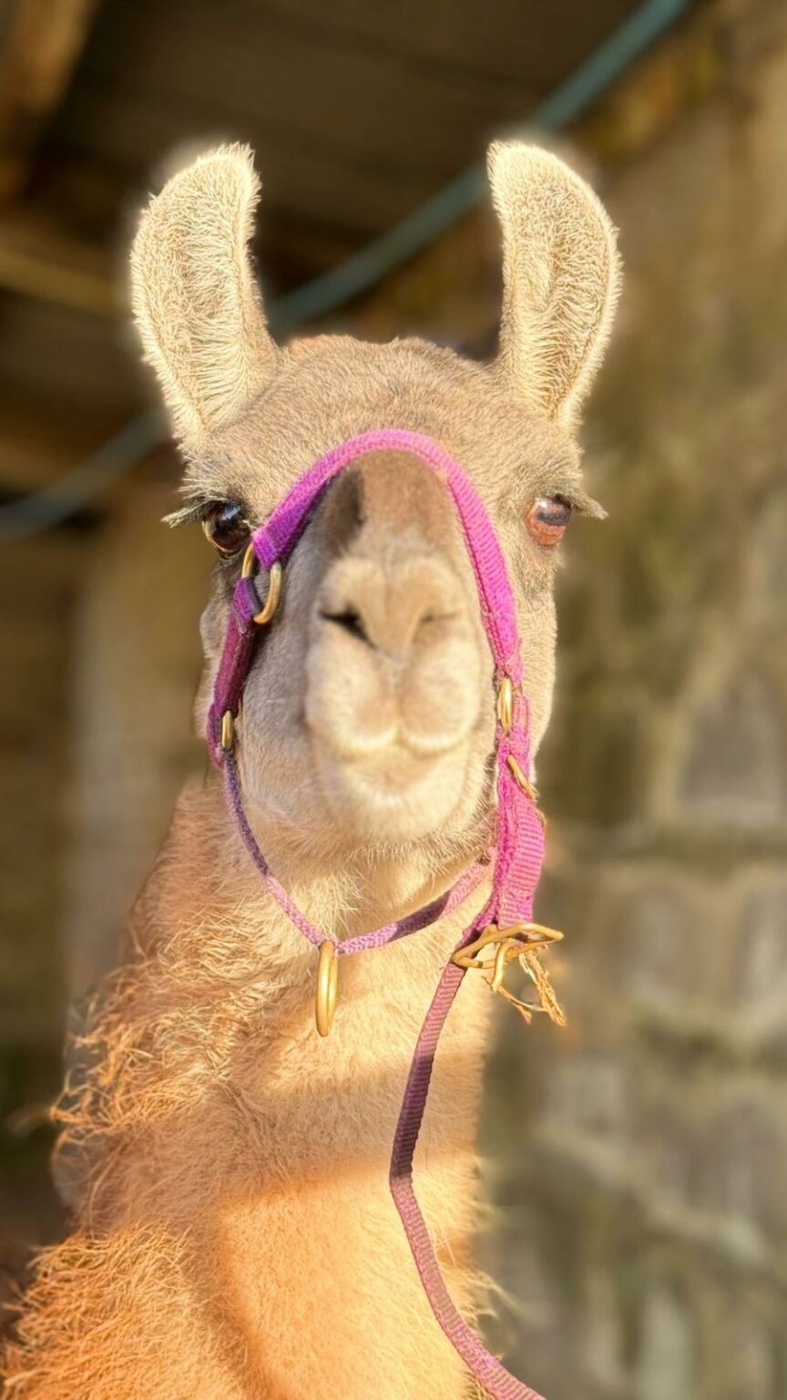 Will's Petting Farm – Get ready to meet and greet our amazing animals ...