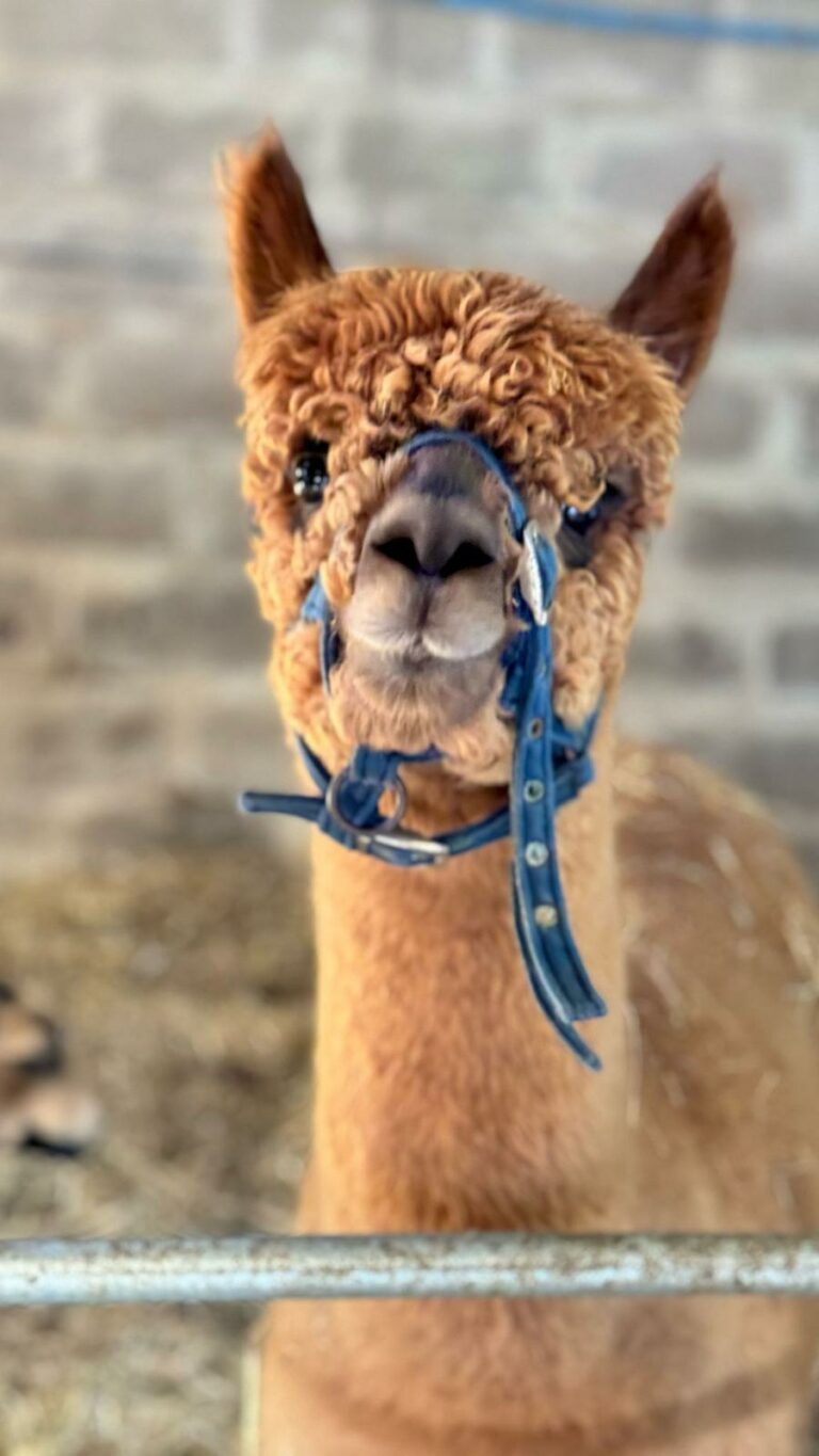 Will's Petting Farm – Get ready to meet and greet our amazing animals ...