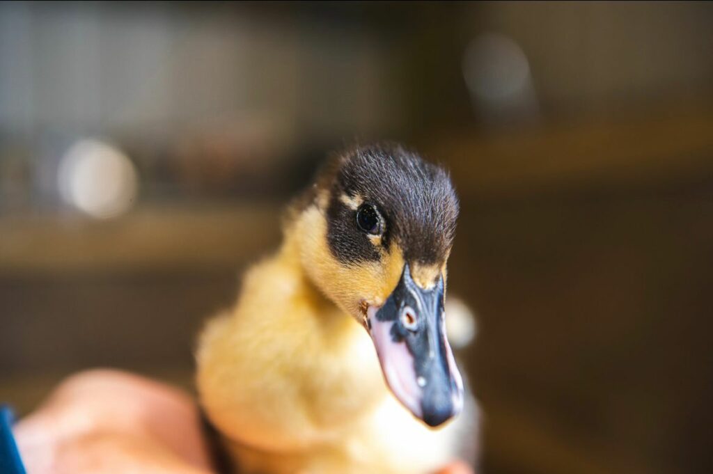 Will's Petting Farm – Get ready to meet and greet our amazing animals ...