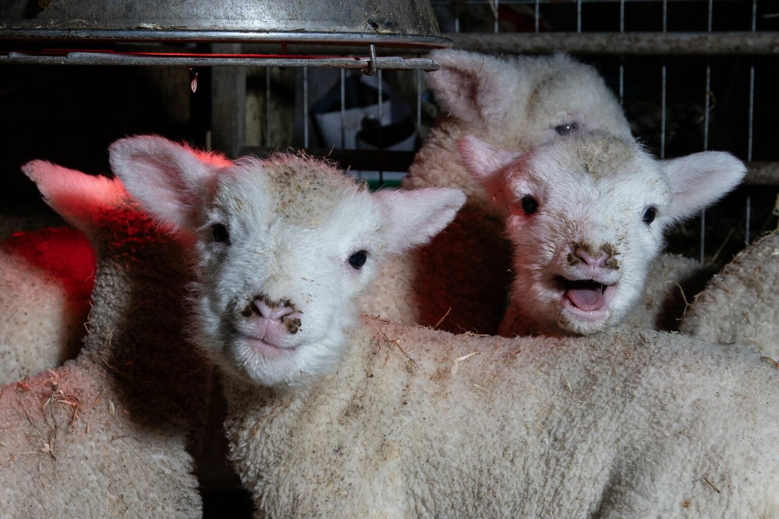 Will's Petting Farm – Get ready to meet and greet our amazing animals ...