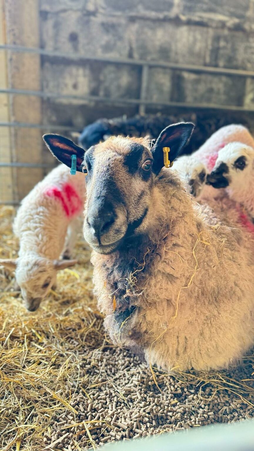 Will's Petting Farm – Get ready to meet and greet our amazing animals ...